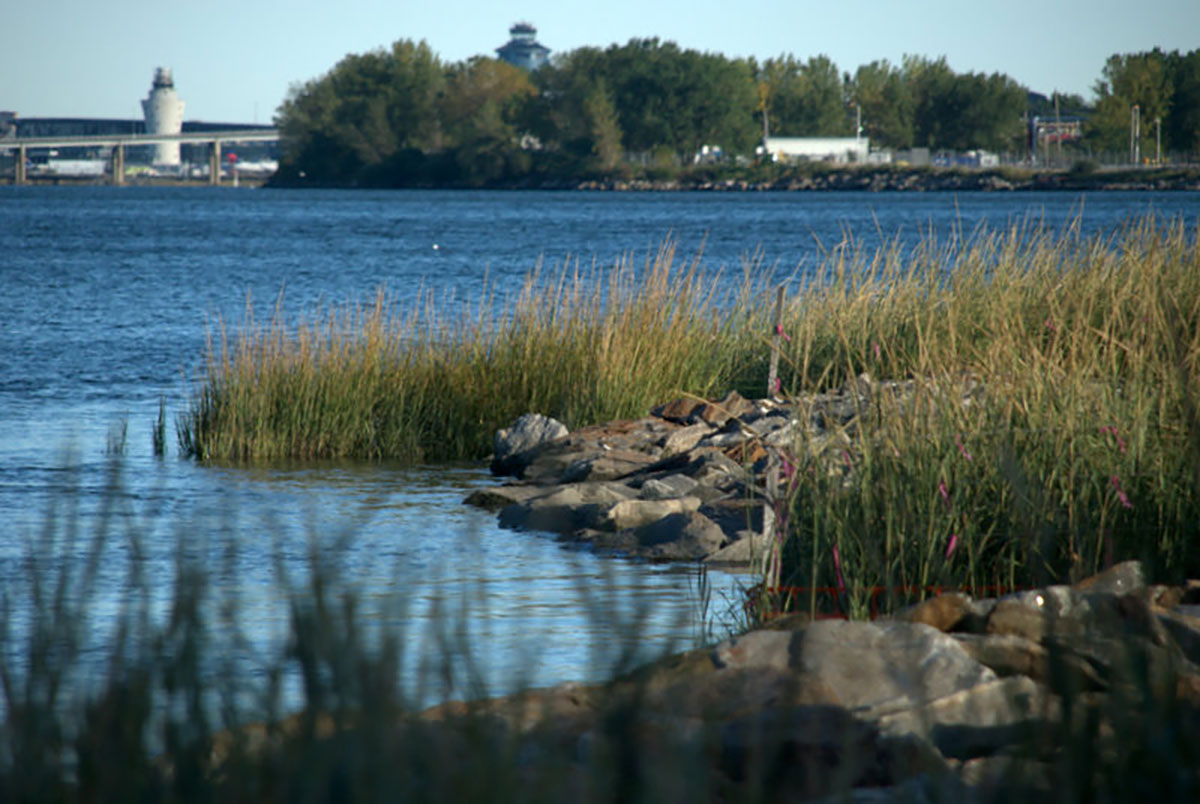 Randall’s Island Salt Marsh - RGR Landscape